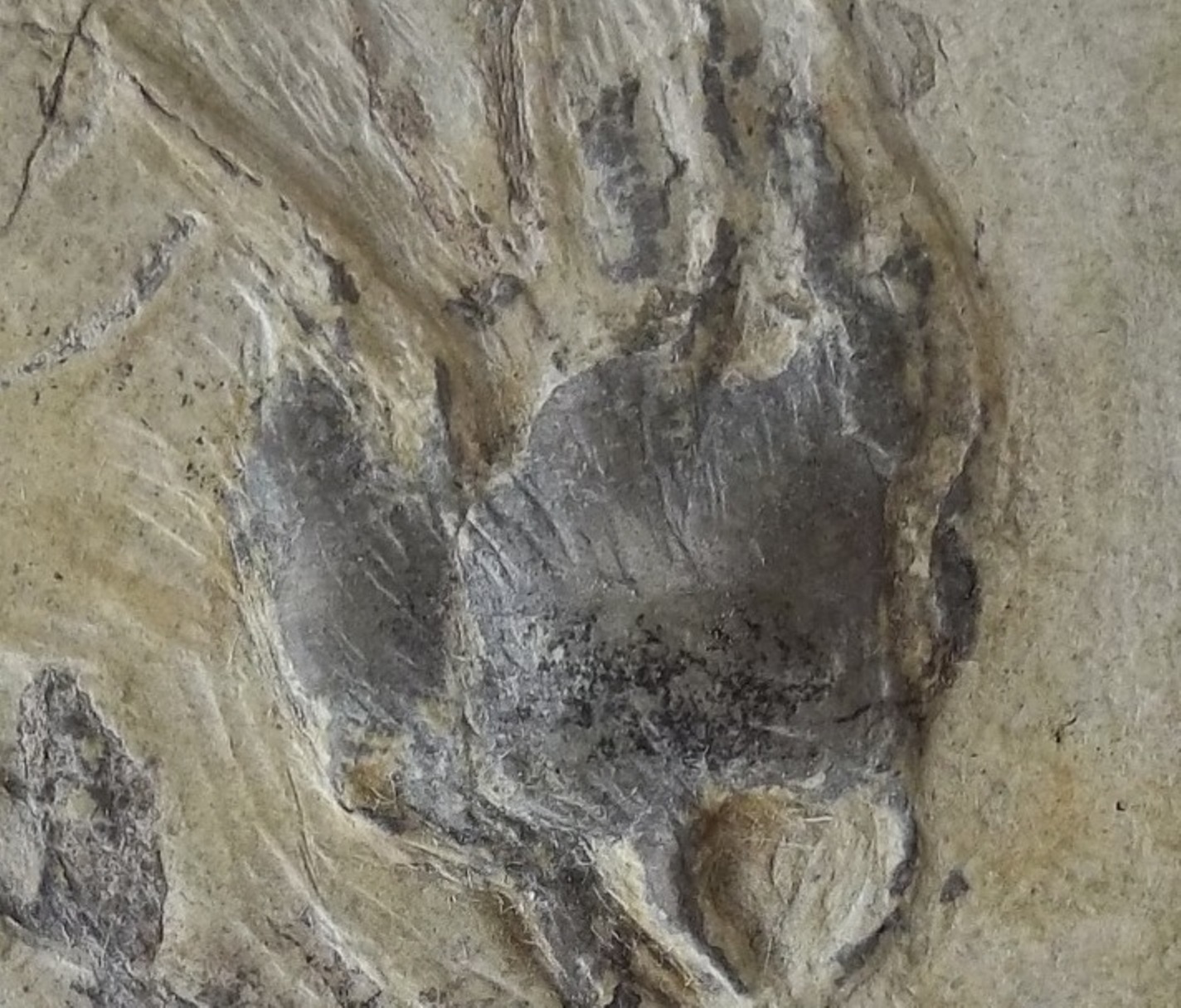 Flower? - Fossil ID - The Fossil Forum
