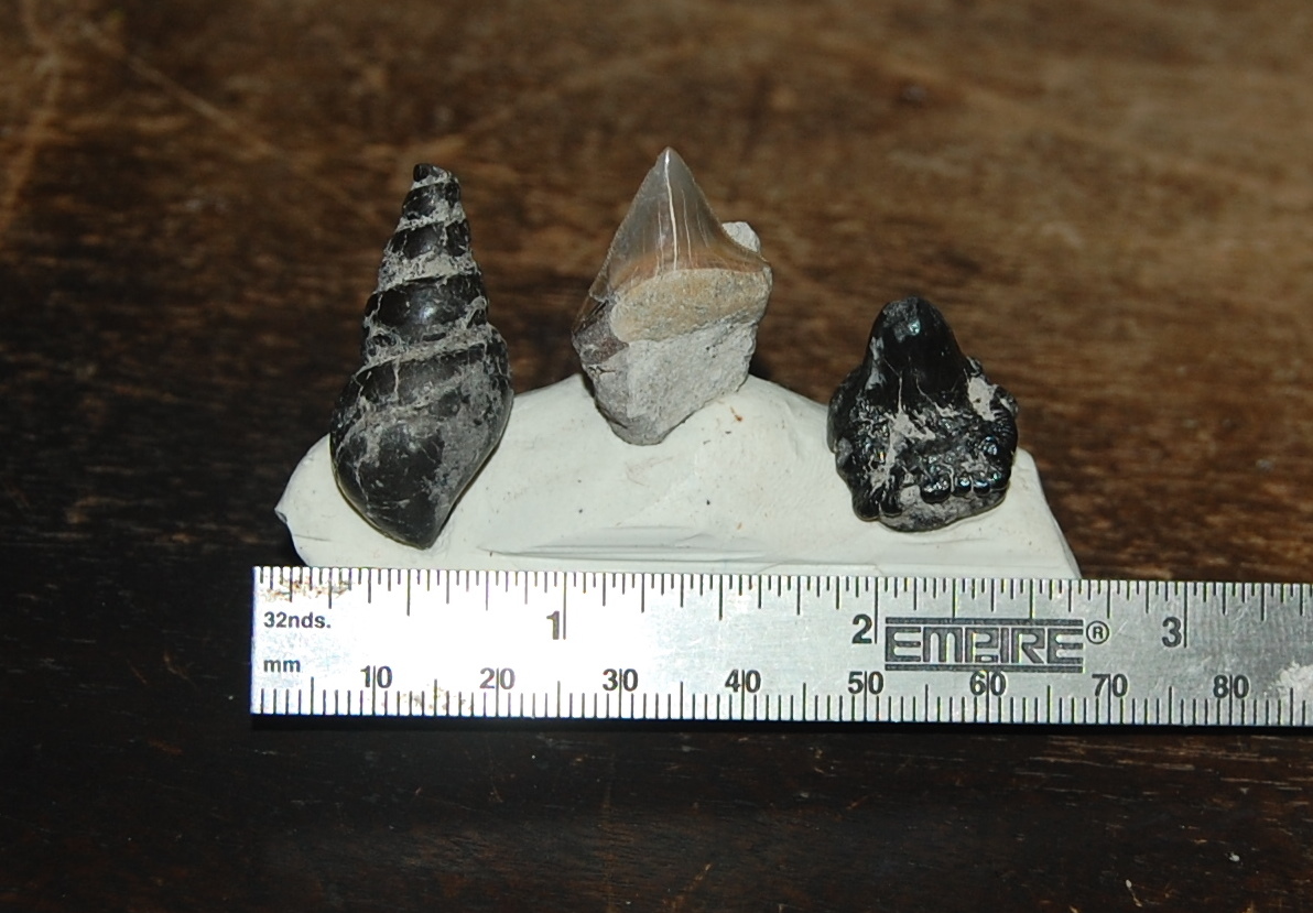 Texas Shark Tooth - Fossil ID - The Fossil Forum