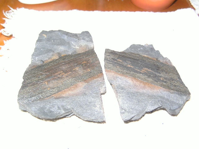 Today's Poor Hunt. - Fossil Hunting Trips - The Fossil Forum