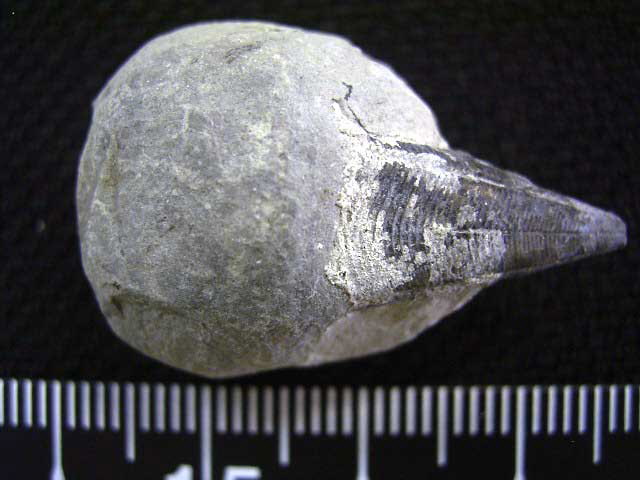 Penn. Conularids - General Fossil Discussion - The Fossil Forum