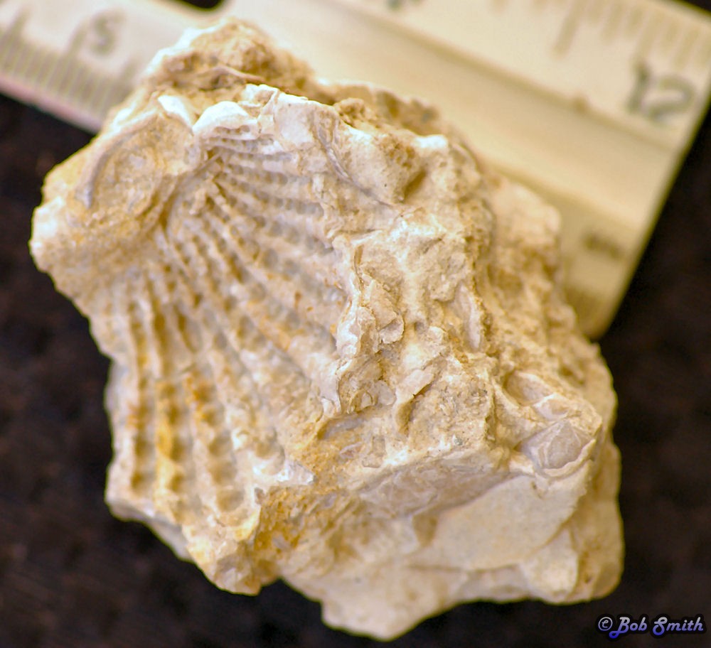 Field Of Fossils - Fossil ID - The Fossil Forum