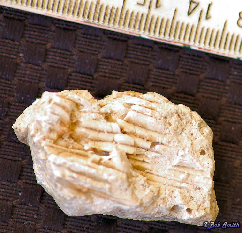 Field Of Fossils - Fossil ID - The Fossil Forum