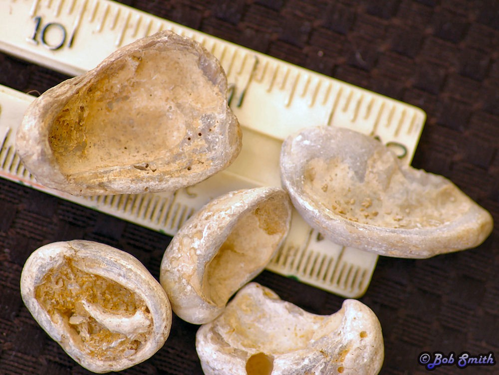Field Of Fossils - Fossil ID - The Fossil Forum