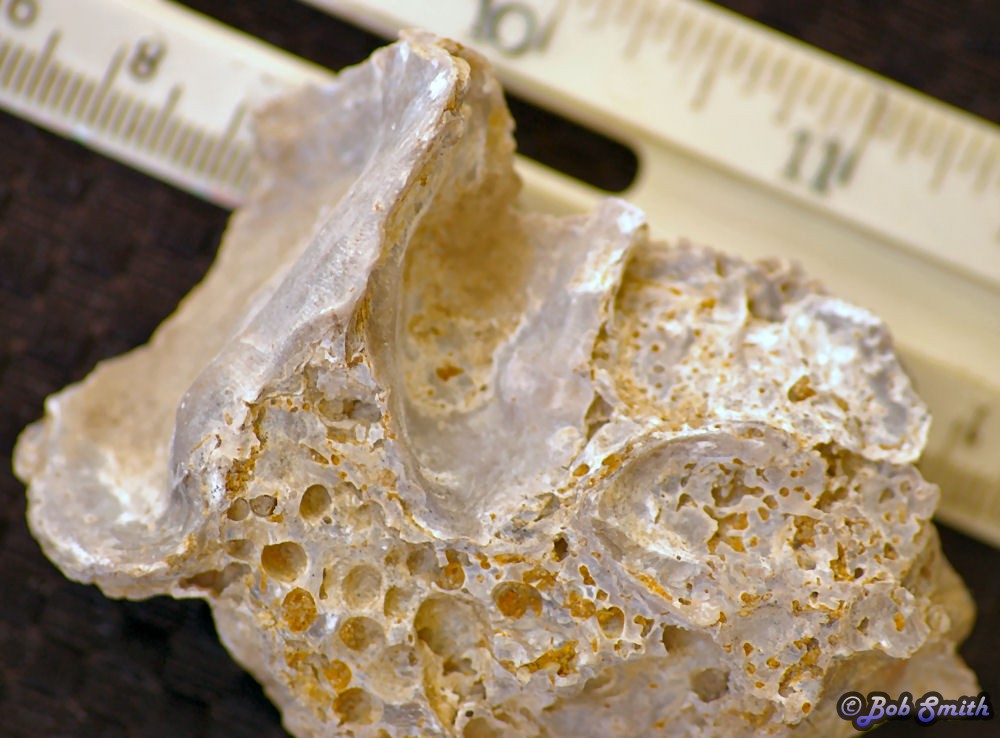 Field Of Fossils - Fossil ID - The Fossil Forum