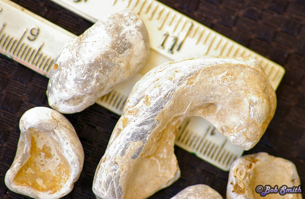 Field Of Fossils - Fossil ID - The Fossil Forum