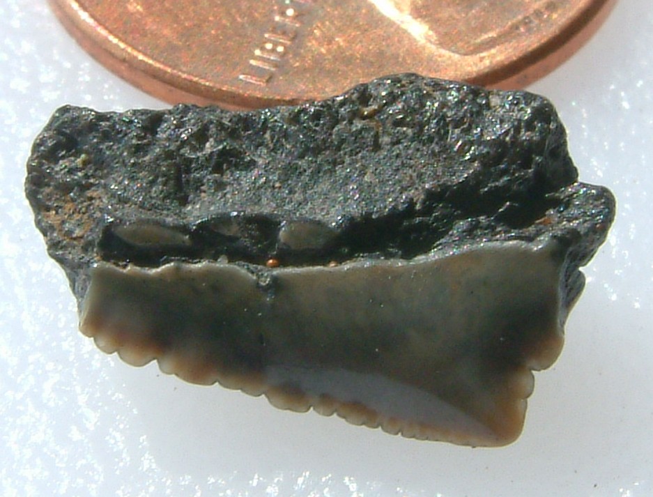 Extreme Posterior Meg? - Fossil ID - The Fossil Forum