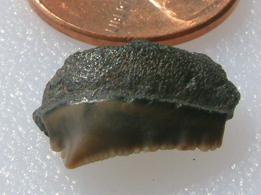 Extreme Posterior Meg? - Fossil ID - The Fossil Forum