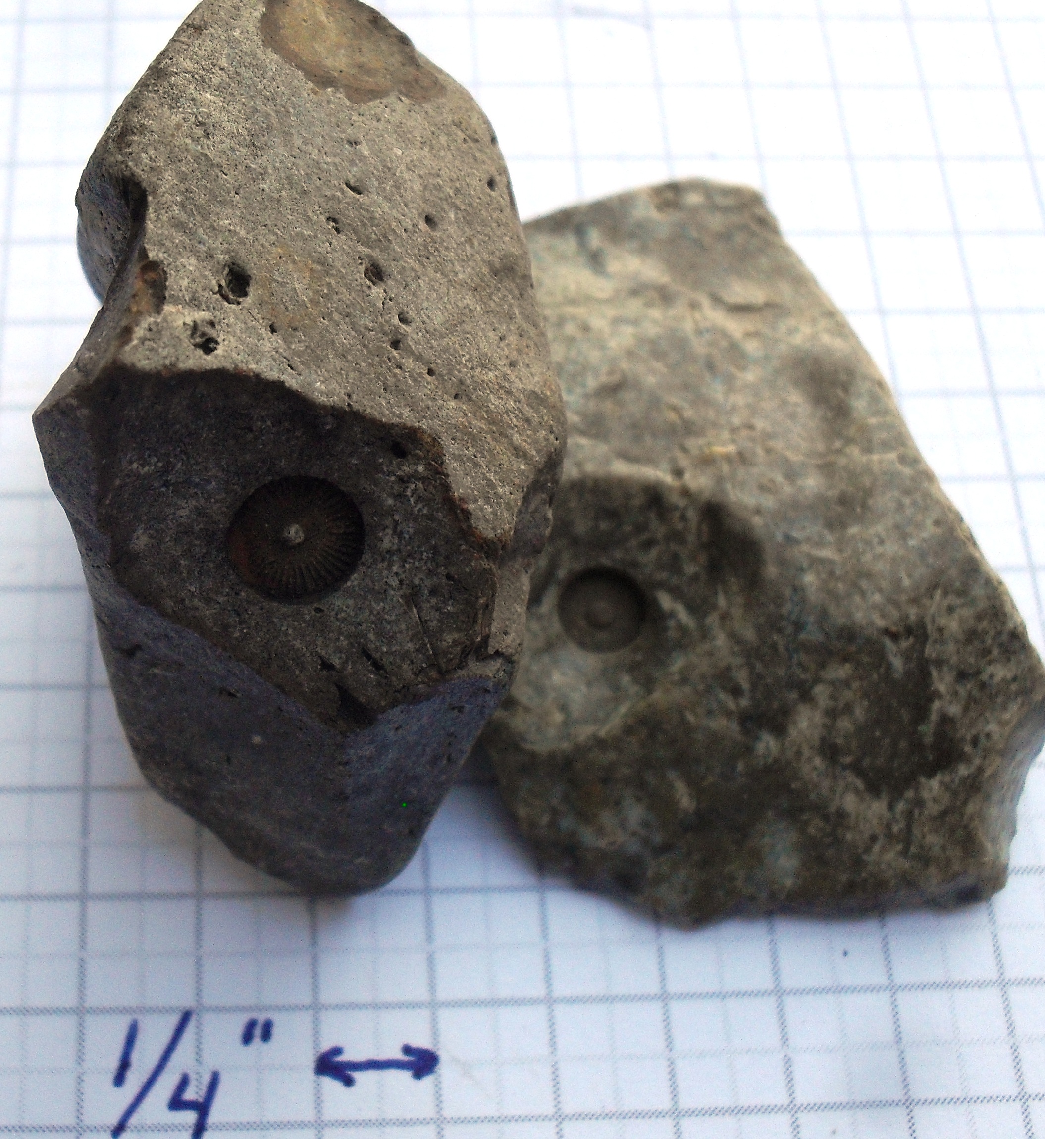 Interesting Circles - Fossil ID - The Fossil Forum