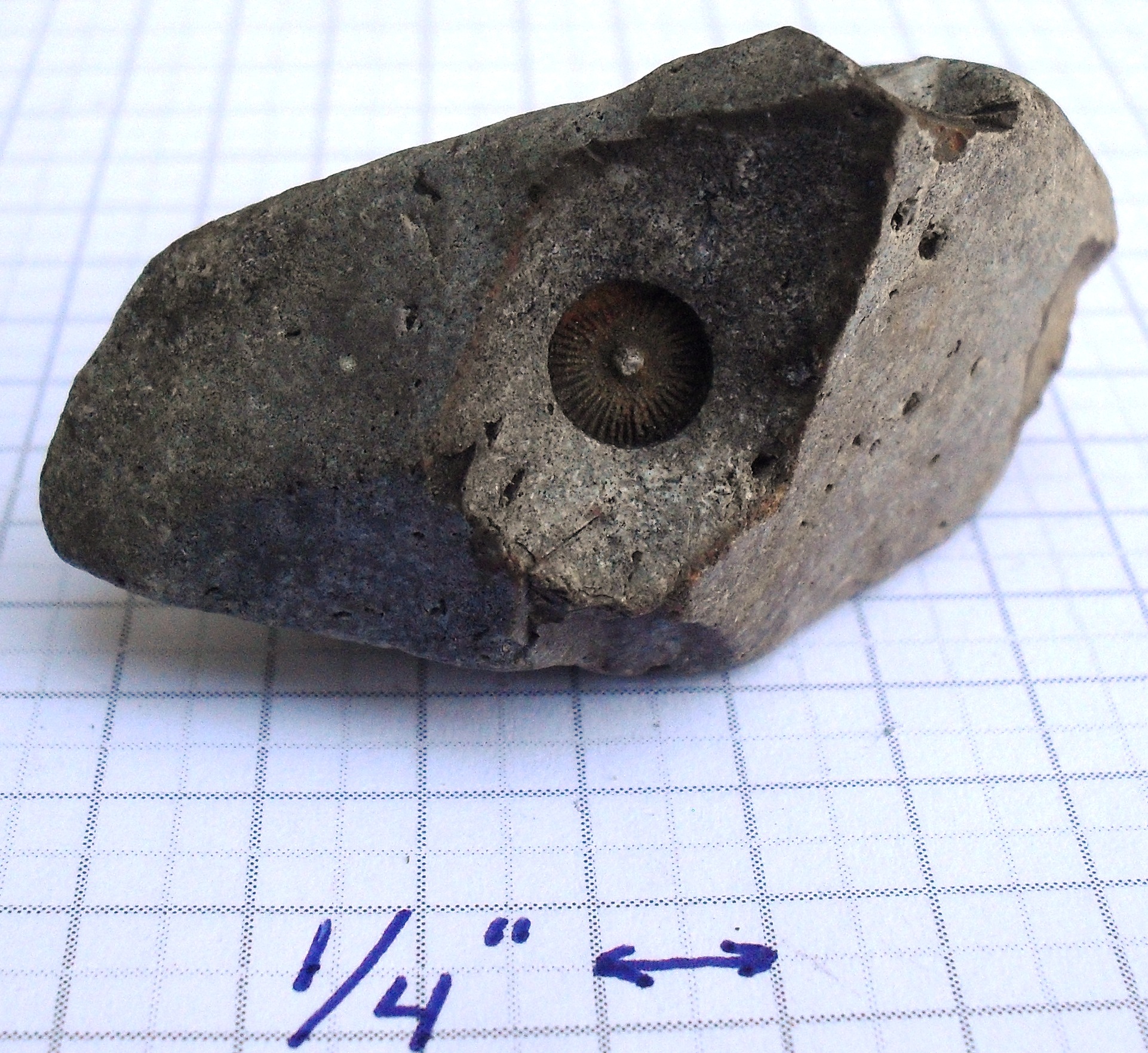 Interesting Circles - Fossil ID - The Fossil Forum