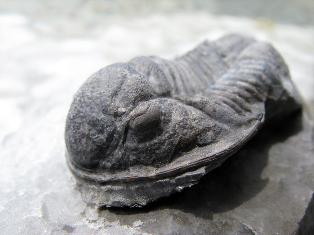 Monodechenella Macrocephalus - General Fossil Discussion - The Fossil Forum