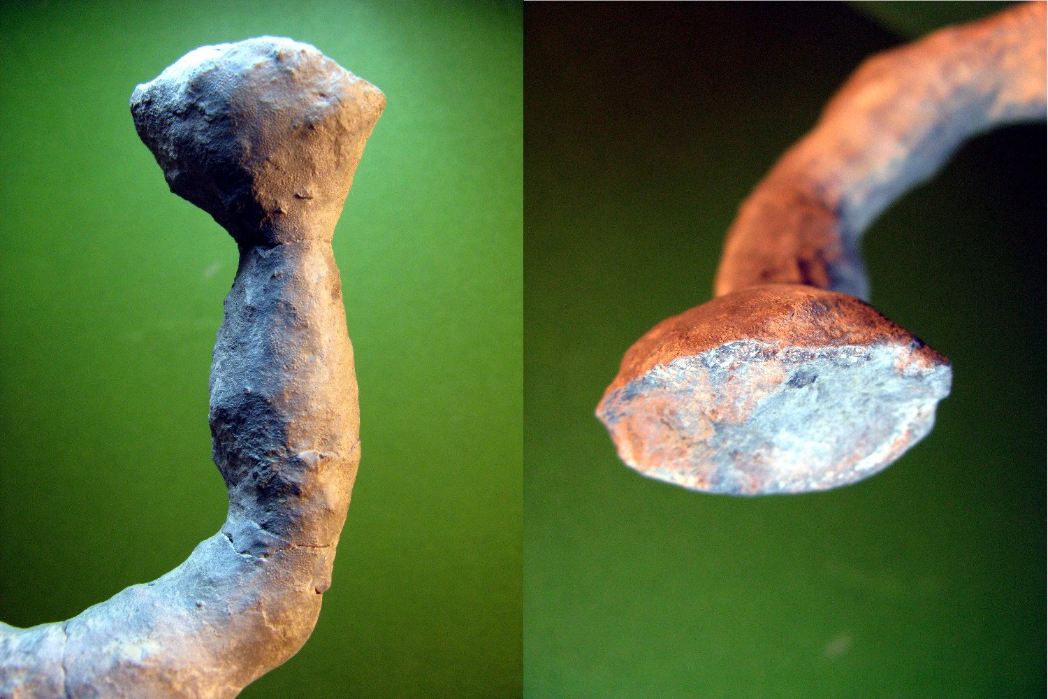 Alien Bryozoan - General Fossil Discussion - The Fossil Forum