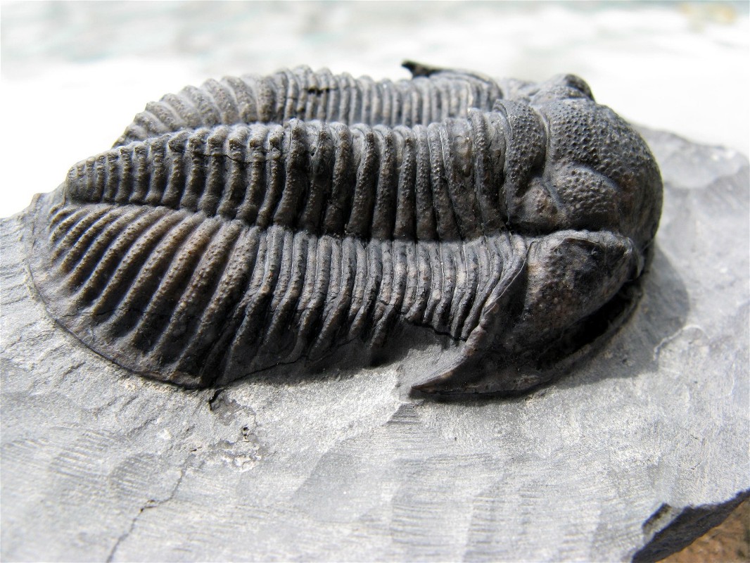 Monodechenella Macrocephalus - General Fossil Discussion - The Fossil Forum
