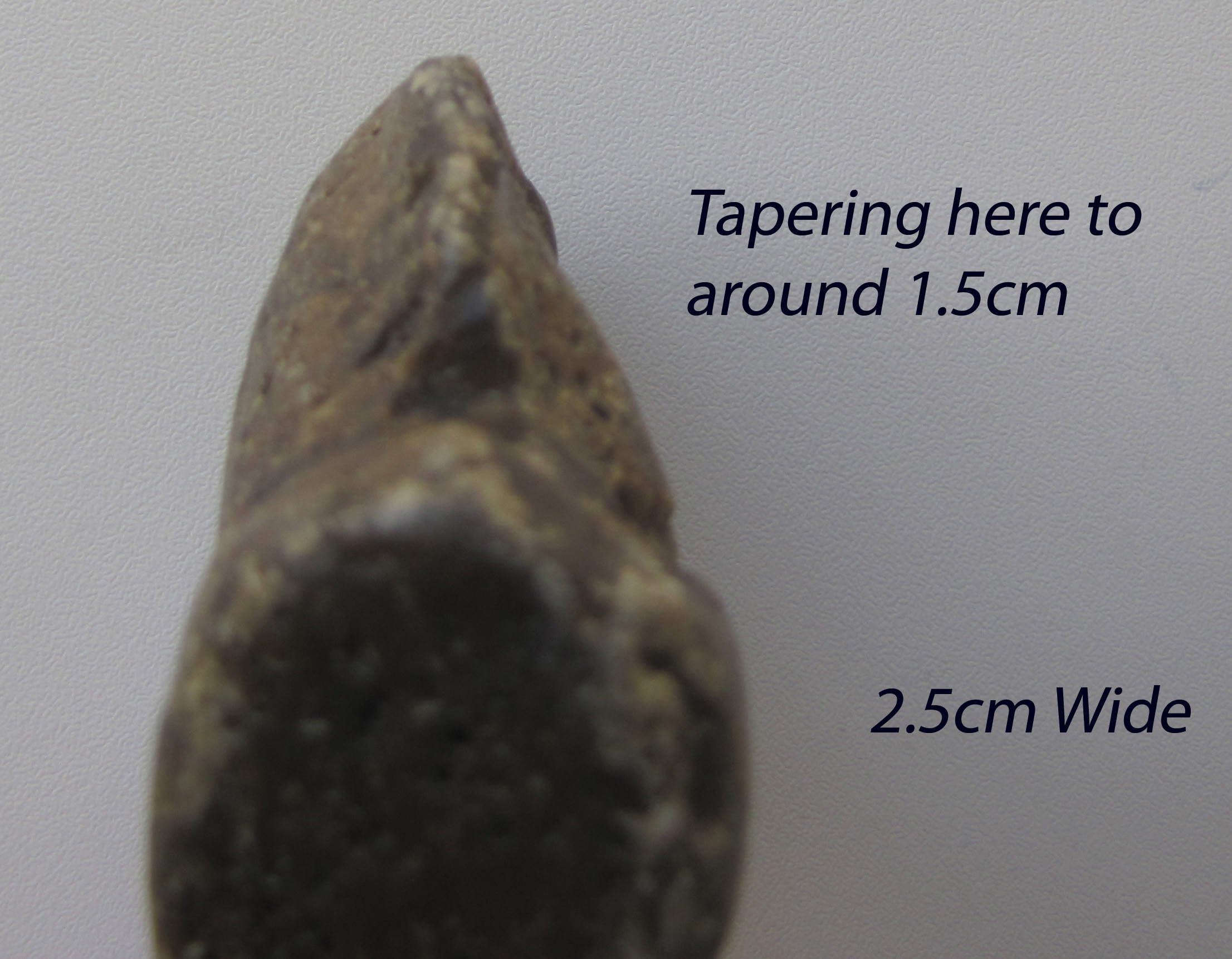 Fossil ID - The Fossil Forum