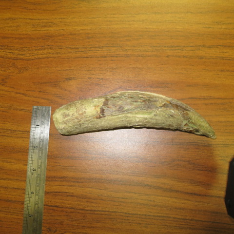 T-Rex Tooth ? - Fossil ID - The Fossil Forum
