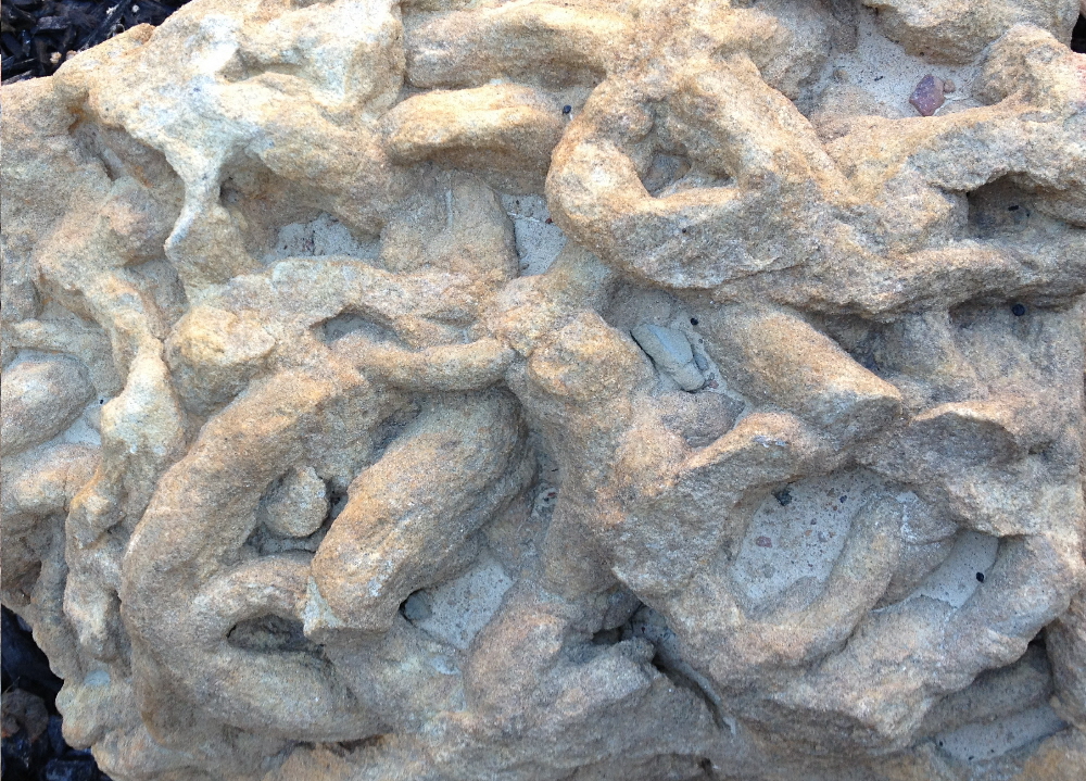 Tree Roots? - Fossil ID - The Fossil Forum