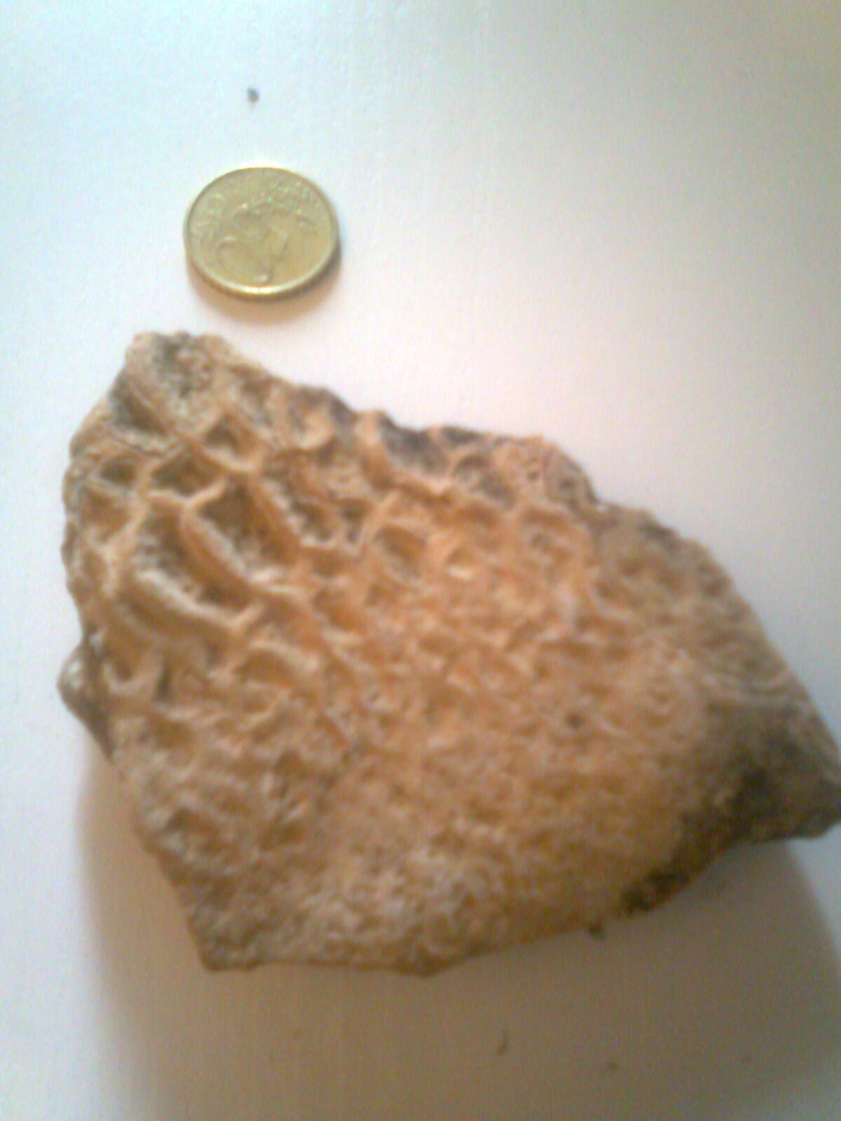Identification Problems - Fossil ID - The Fossil Forum