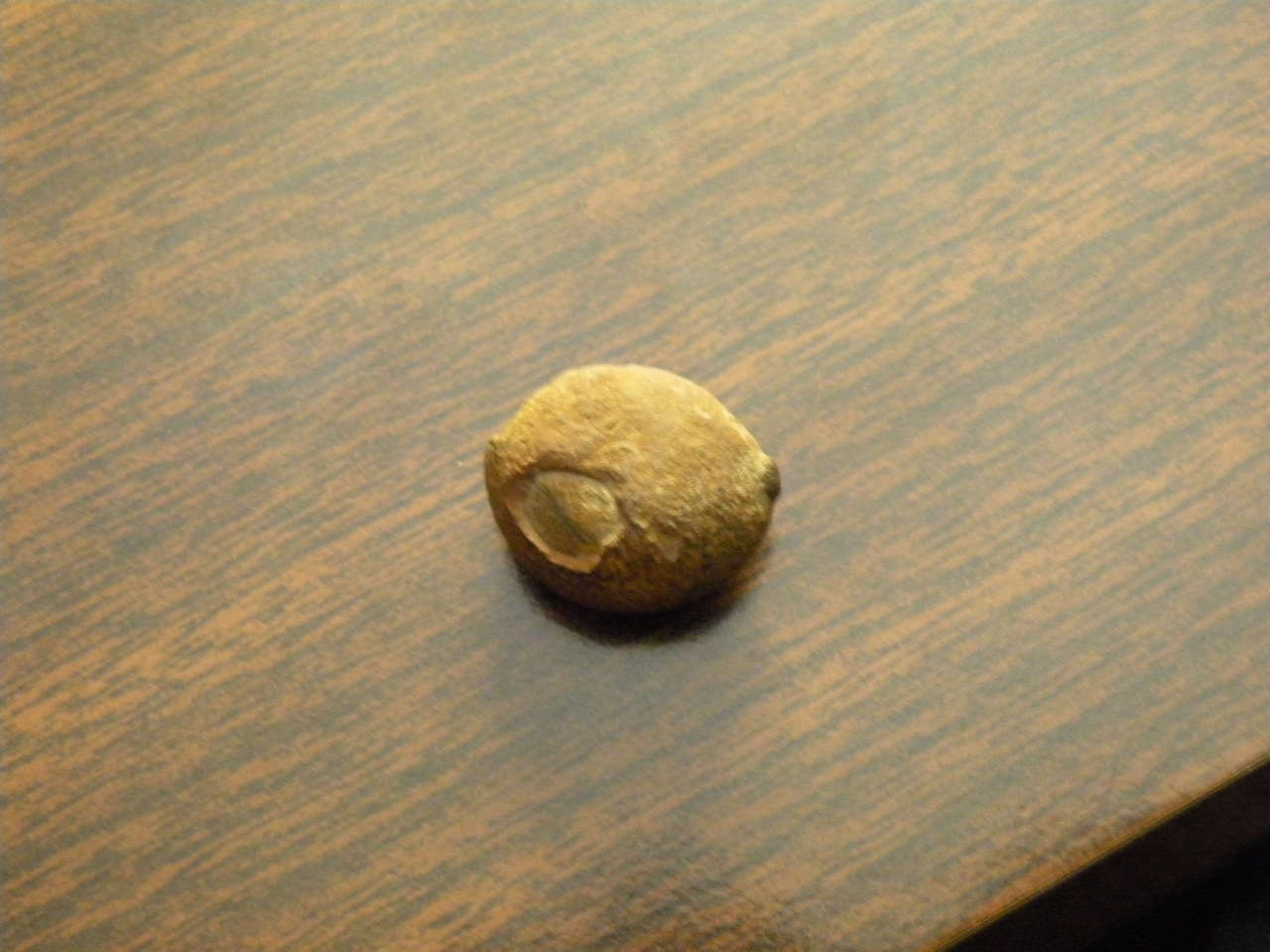 Is This A Petrified Nut? - Fossil ID - The Fossil Forum