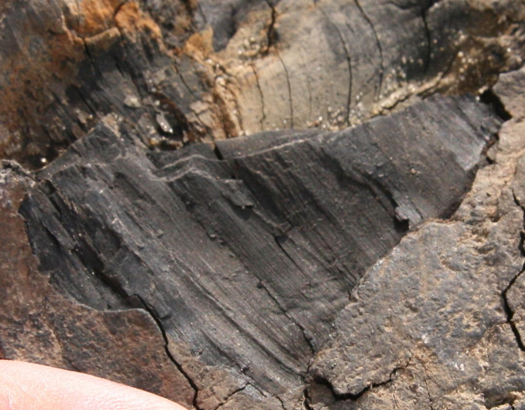 Lignite Pie - Fossil ID - The Fossil Forum