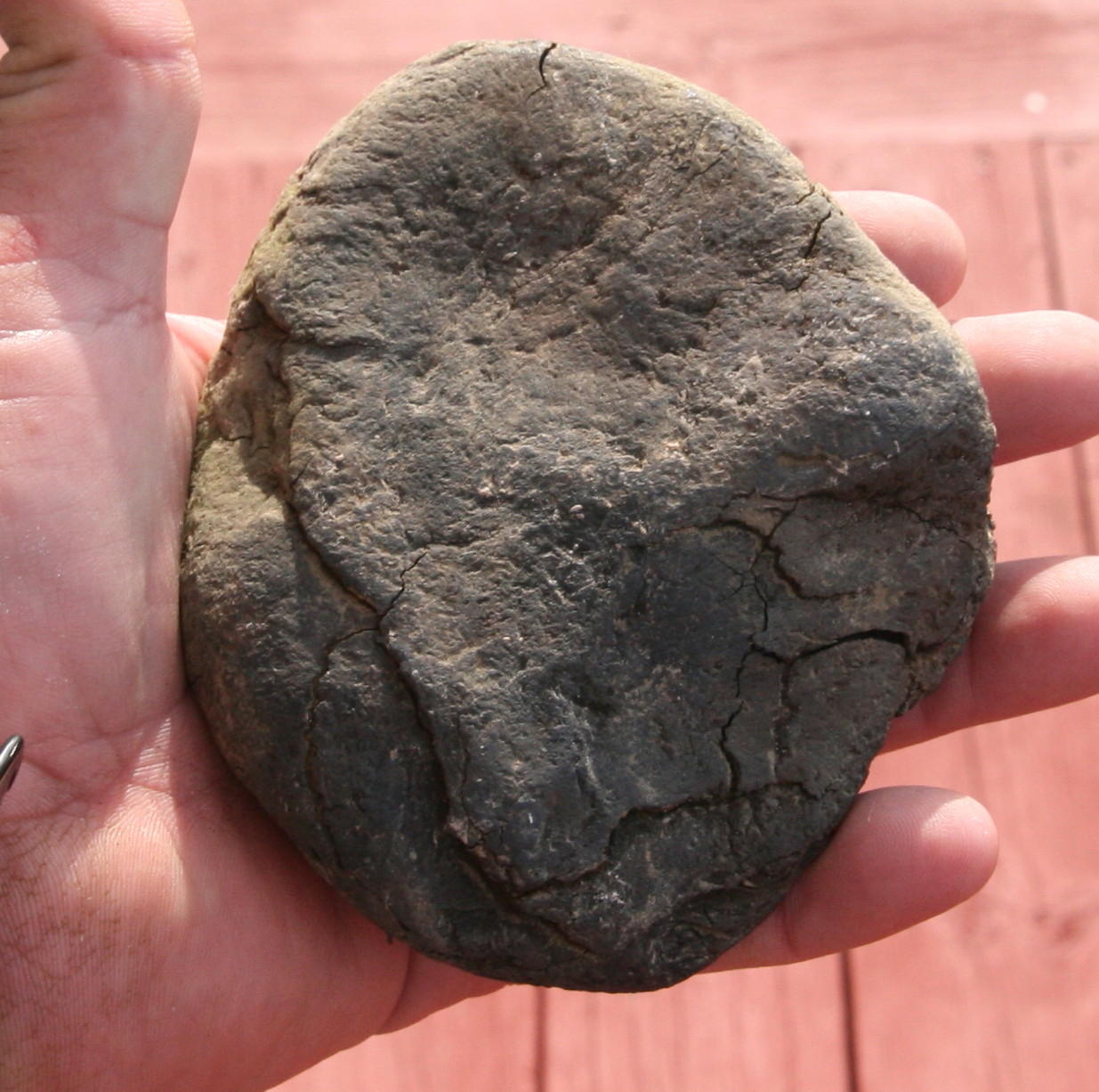Lignite Pie - Fossil ID - The Fossil Forum