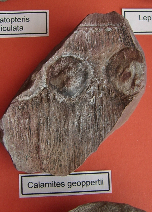 Calamites Goepperti And Other Plant - Fossil Hunting Trips - The Fossil ...