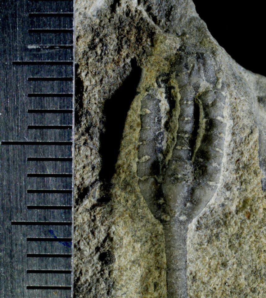 Late Ordovician Crinoid: Trenton Group, Prince Edward County On Canada ...