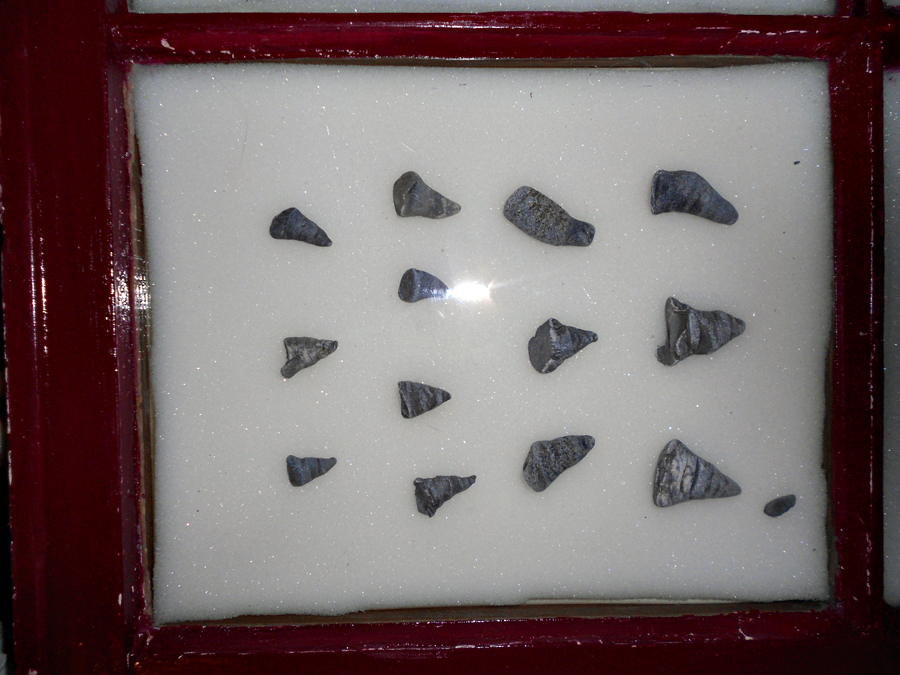 Window Frame Fossil Display - Member Collections - The Fossil Forum