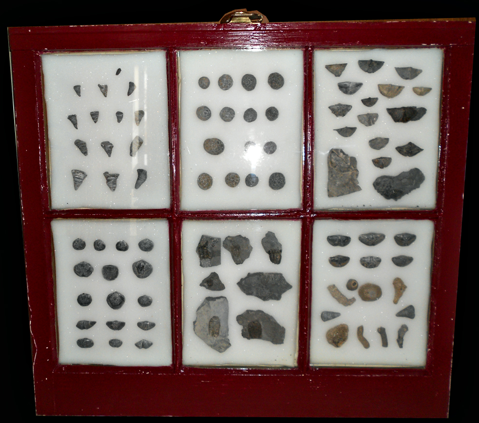 Window Frame Fossil Display - Member Collections - The Fossil Forum