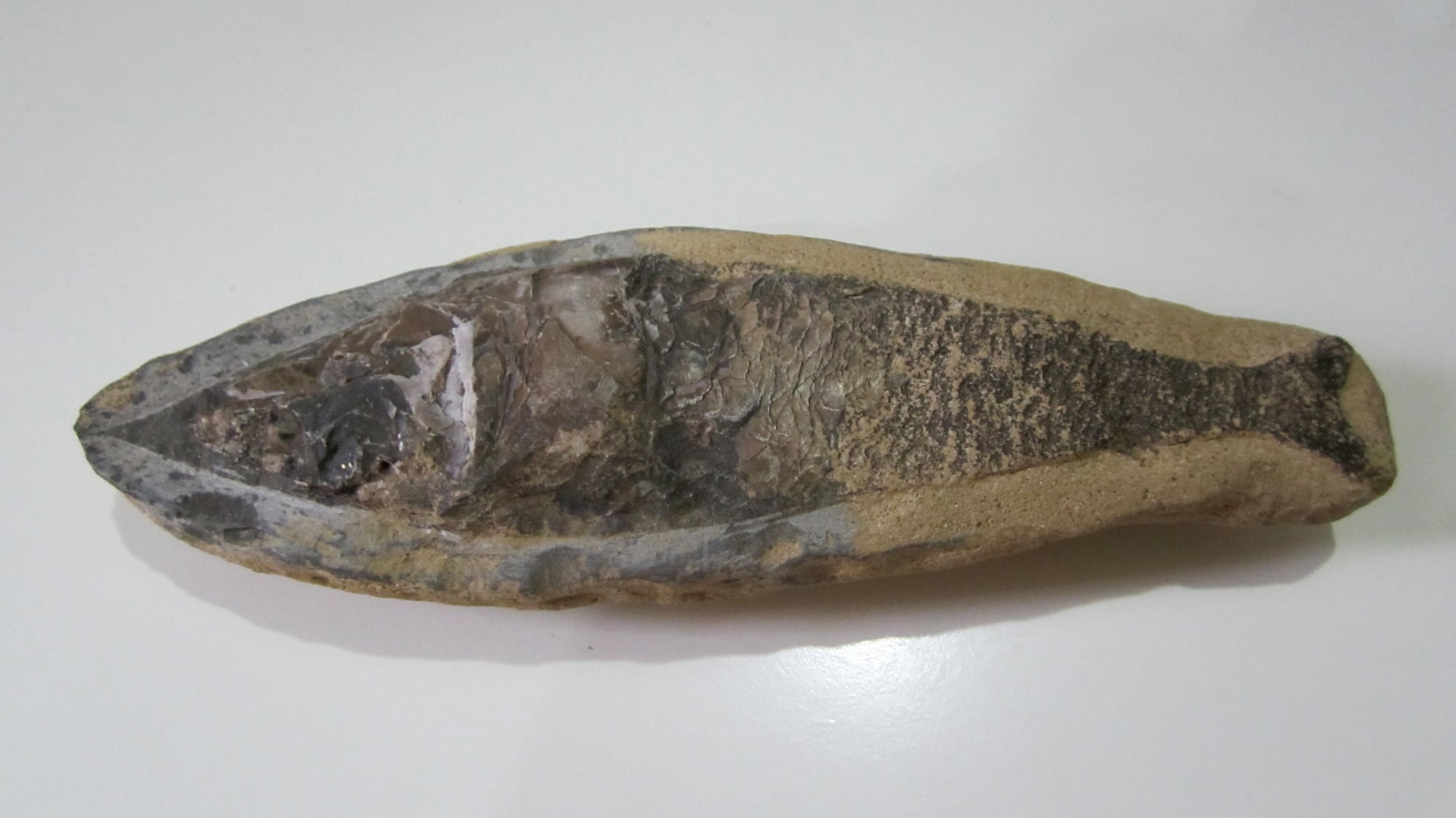 Brazilian Fish Id - Fossil ID - The Fossil Forum