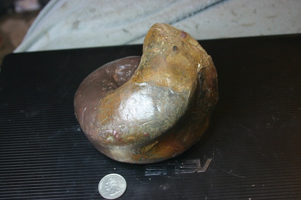 Visit To The Mississippian Of Northeastern Ky - Fossil Hunting Trips ...