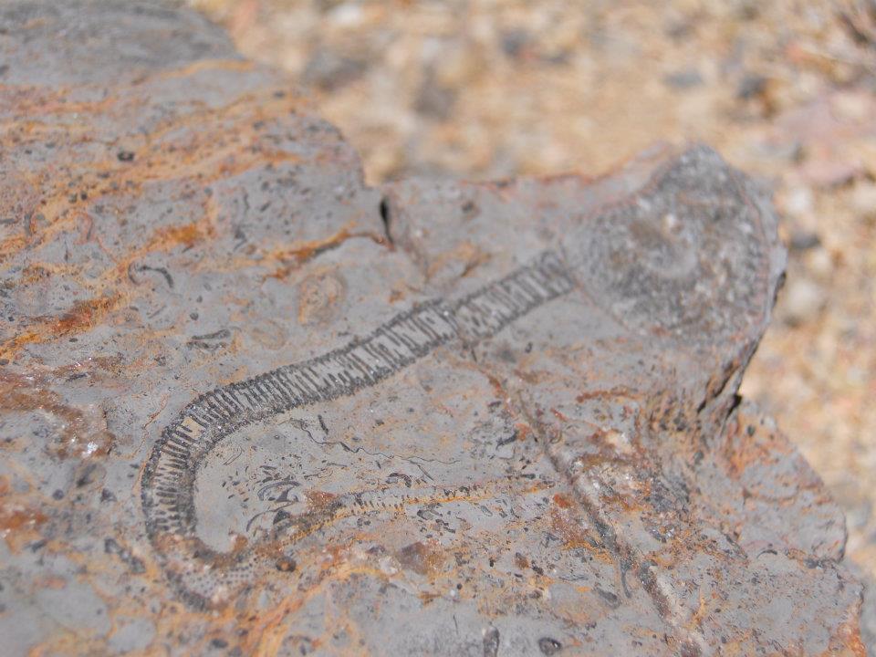 Cystoid, Blastoid, Or Crinoid? - Fossil ID - The Fossil Forum