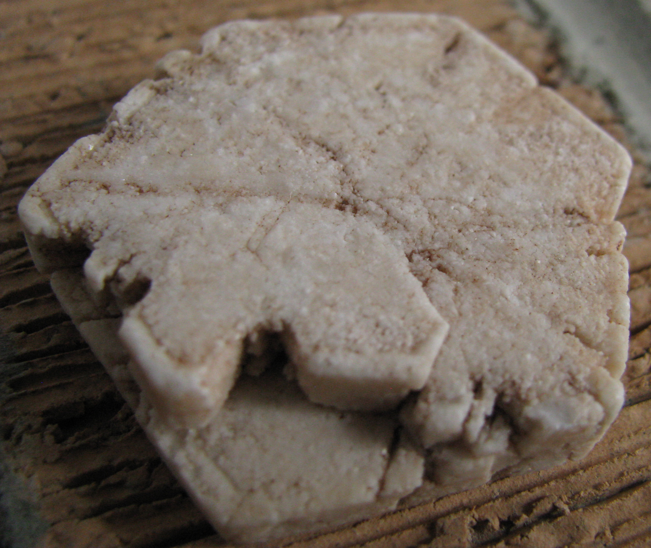 Hexagonal Fossil, "indian Penny" - Fossil ID - The Fossil Forum