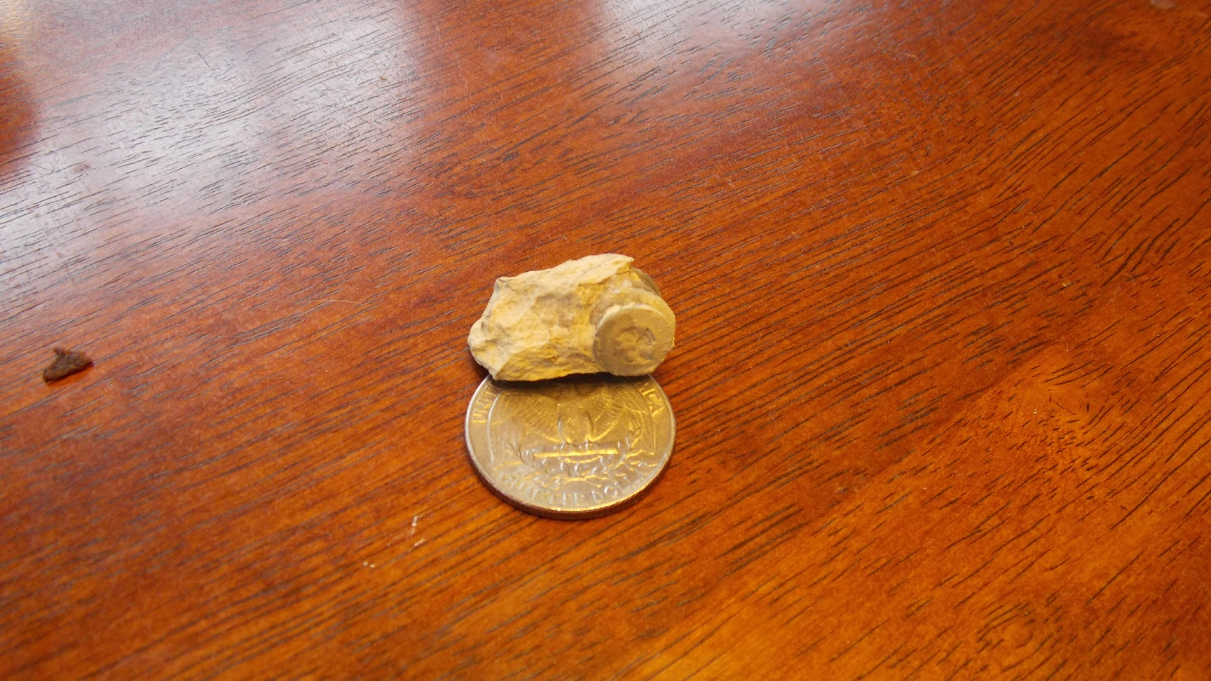 Cylindrical Fossil With Tubular Core - Fossil ID - The Fossil Forum