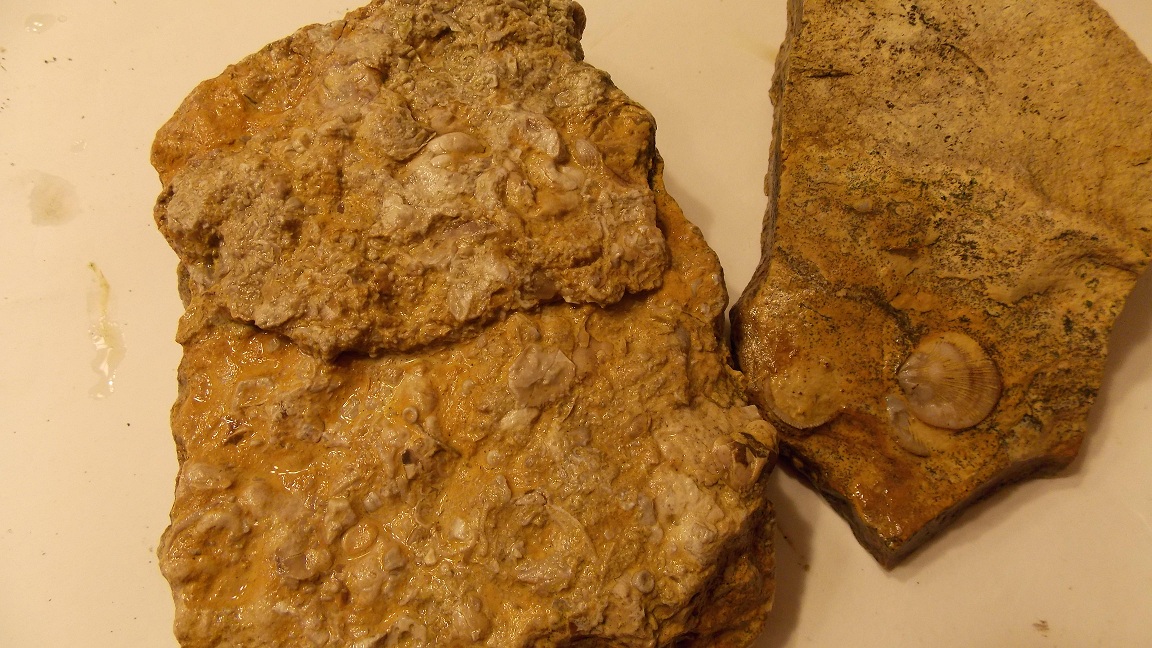Fossil Prep Workshop - Page 2 - Fossil Preparation - The Fossil Forum