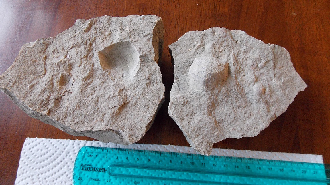 Fossil? Agate? Chert? Se Mn - Fossil ID - The Fossil Forum