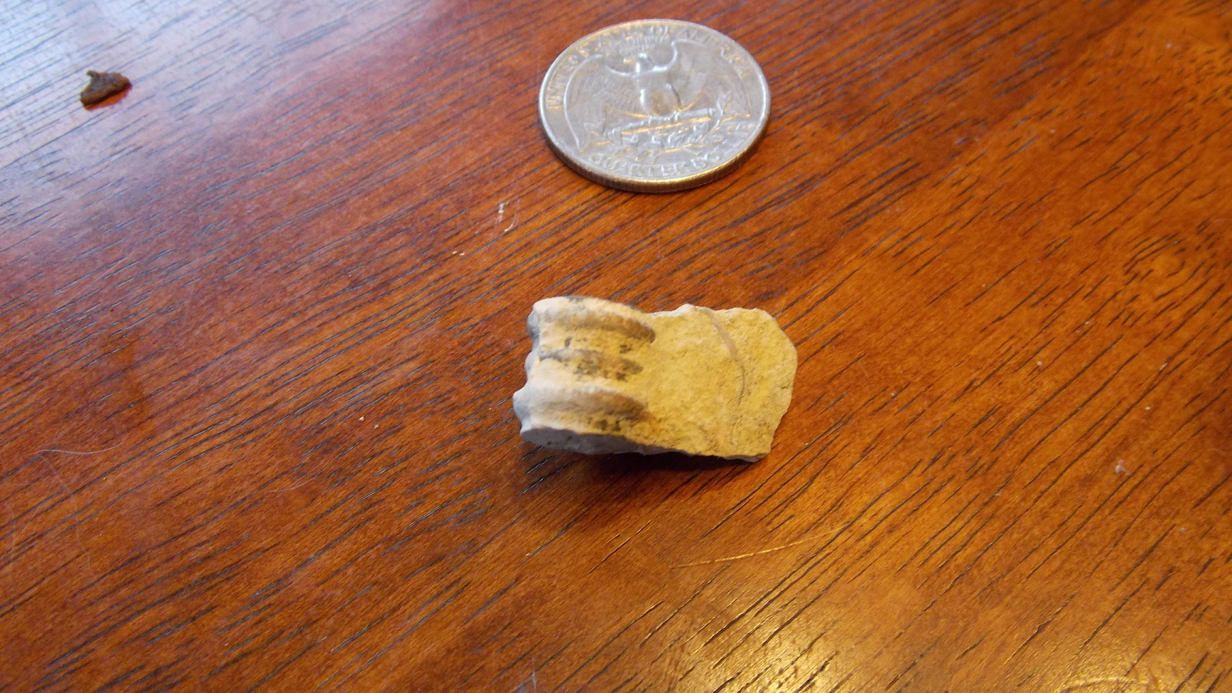 Cylindrical Fossil With Tubular Core - Fossil ID - The Fossil Forum