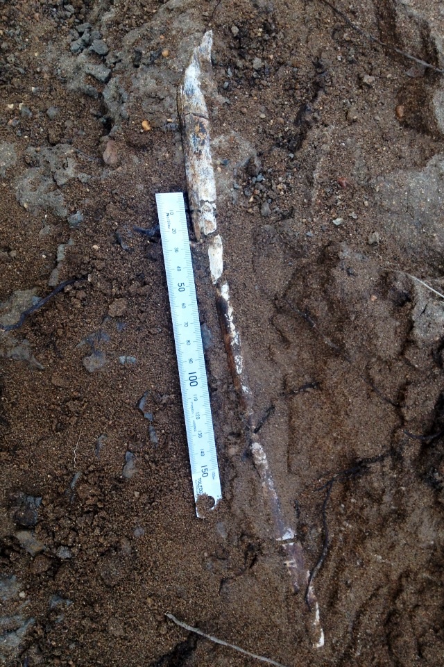 My First Dig/plaster! (Kangaroo Limb) - Fossil Preparation - The Fossil ...