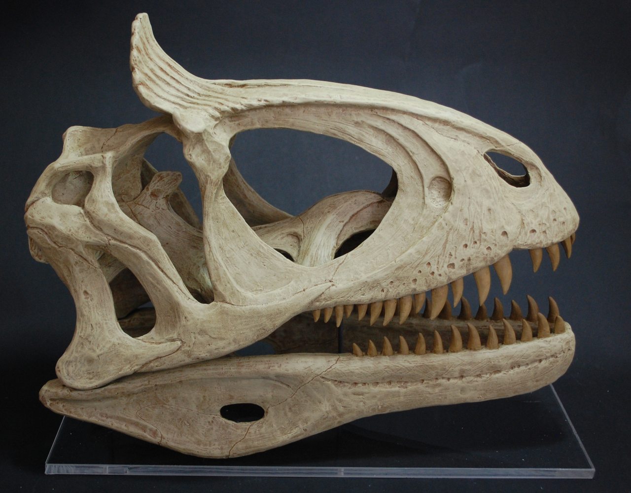 Dinosaur Skull Replicas Self Made - Paleo Re-creations - The Fossil Forum