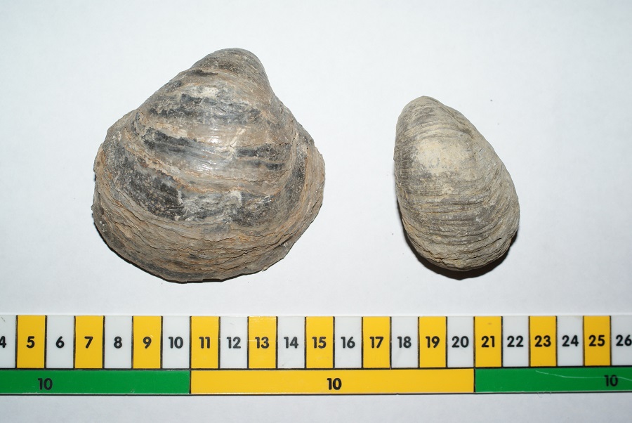 Crepidula Vs. Gryphaea - Fossil ID - The Fossil Forum