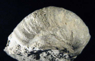 Crepidula Vs. Gryphaea - Fossil ID - The Fossil Forum