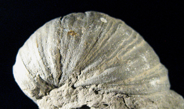 Crepidula Vs. Gryphaea - Fossil ID - The Fossil Forum