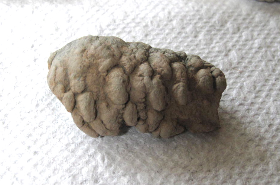 What Is This? Dung? Plant? - Fossil ID - The Fossil Forum