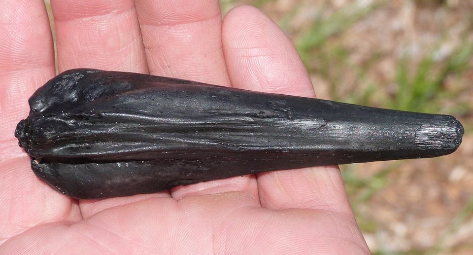 Triangular, Tapering Bone(?). - Fossil ID - The Fossil Forum