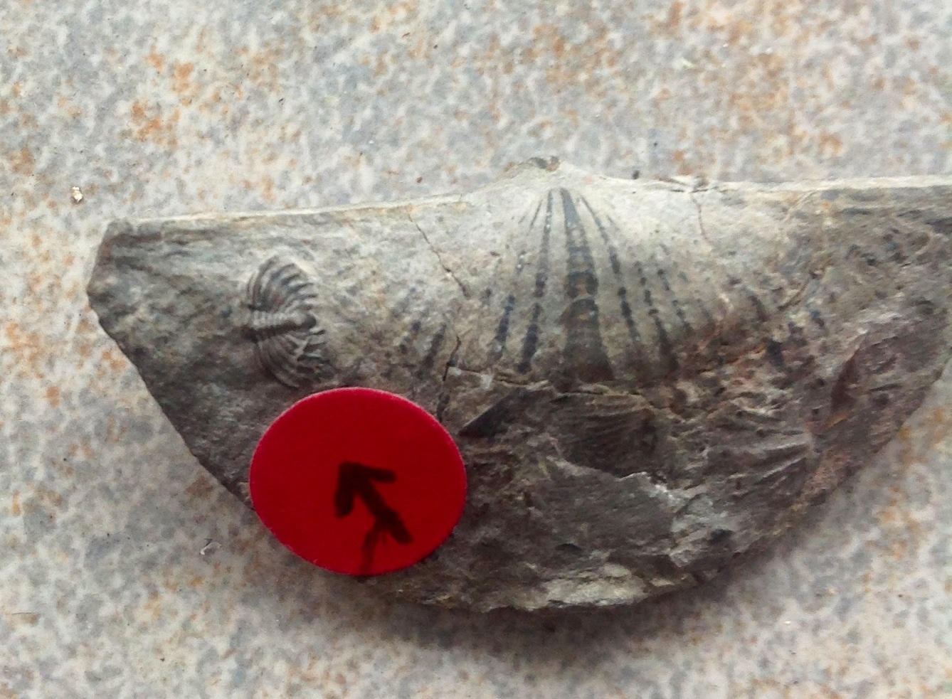 Trilo Pygidium. Arkona, Ontario. Genus? - Fossil ID - The Fossil Forum
