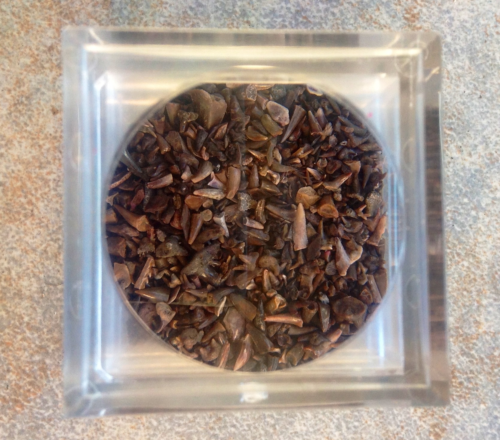 Magnifying Specimen Box - Fossil Preparation - The Fossil Forum