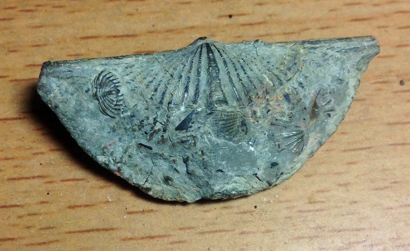 Trilo Pygidium. Arkona, Ontario. Genus? - Fossil ID - The Fossil Forum