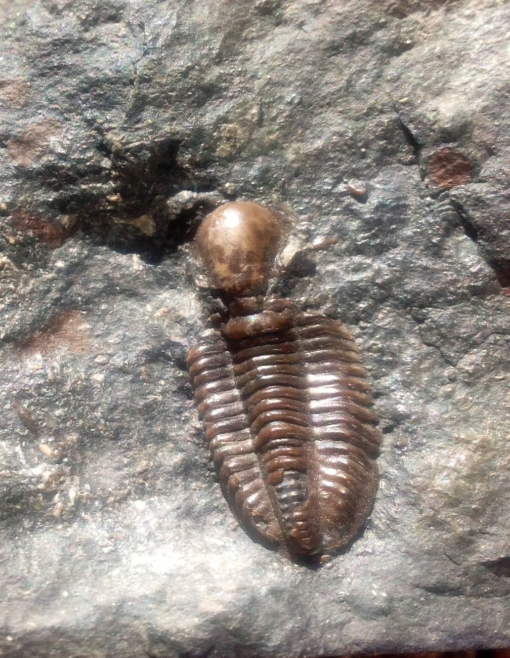 Spooky Hallowe'en Fossils - General Fossil Discussion - The Fossil Forum