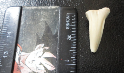 Smooth, Flat Edged Tooth, 2Cm Possibly Isurus? - Fossil ID - The Fossil ...