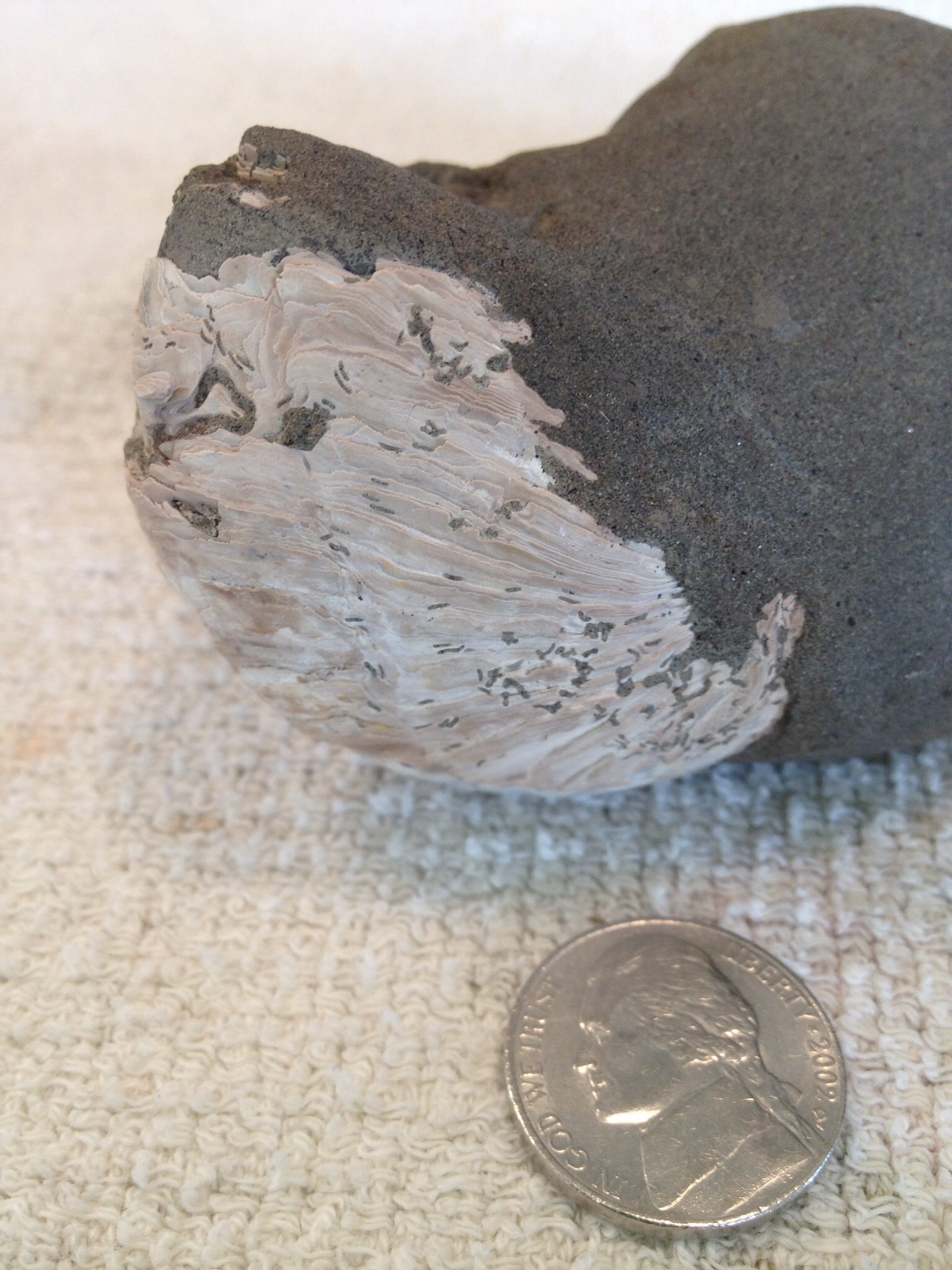 Crepidula? - Fossil ID - The Fossil Forum