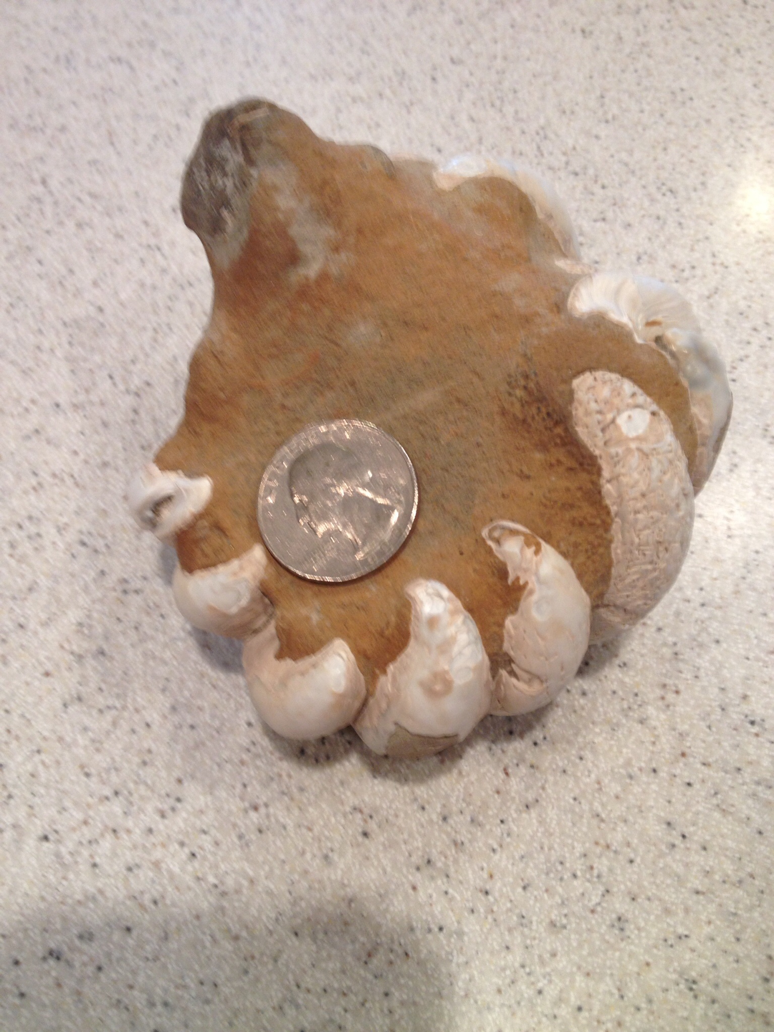 Crepidula? - Fossil ID - The Fossil Forum