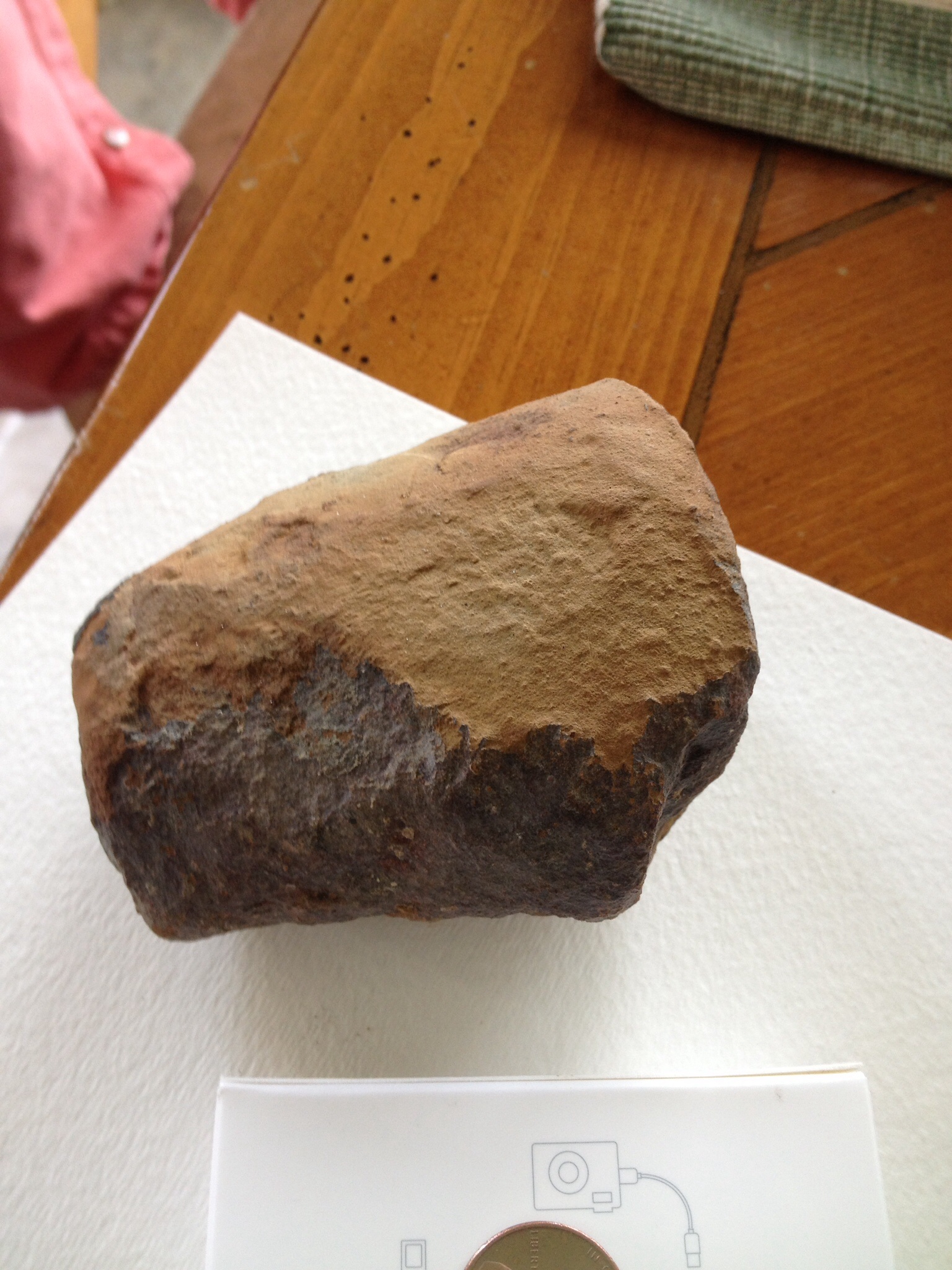 Astoria Formation Fossil Or Rock - Fossil ID - The Fossil Forum